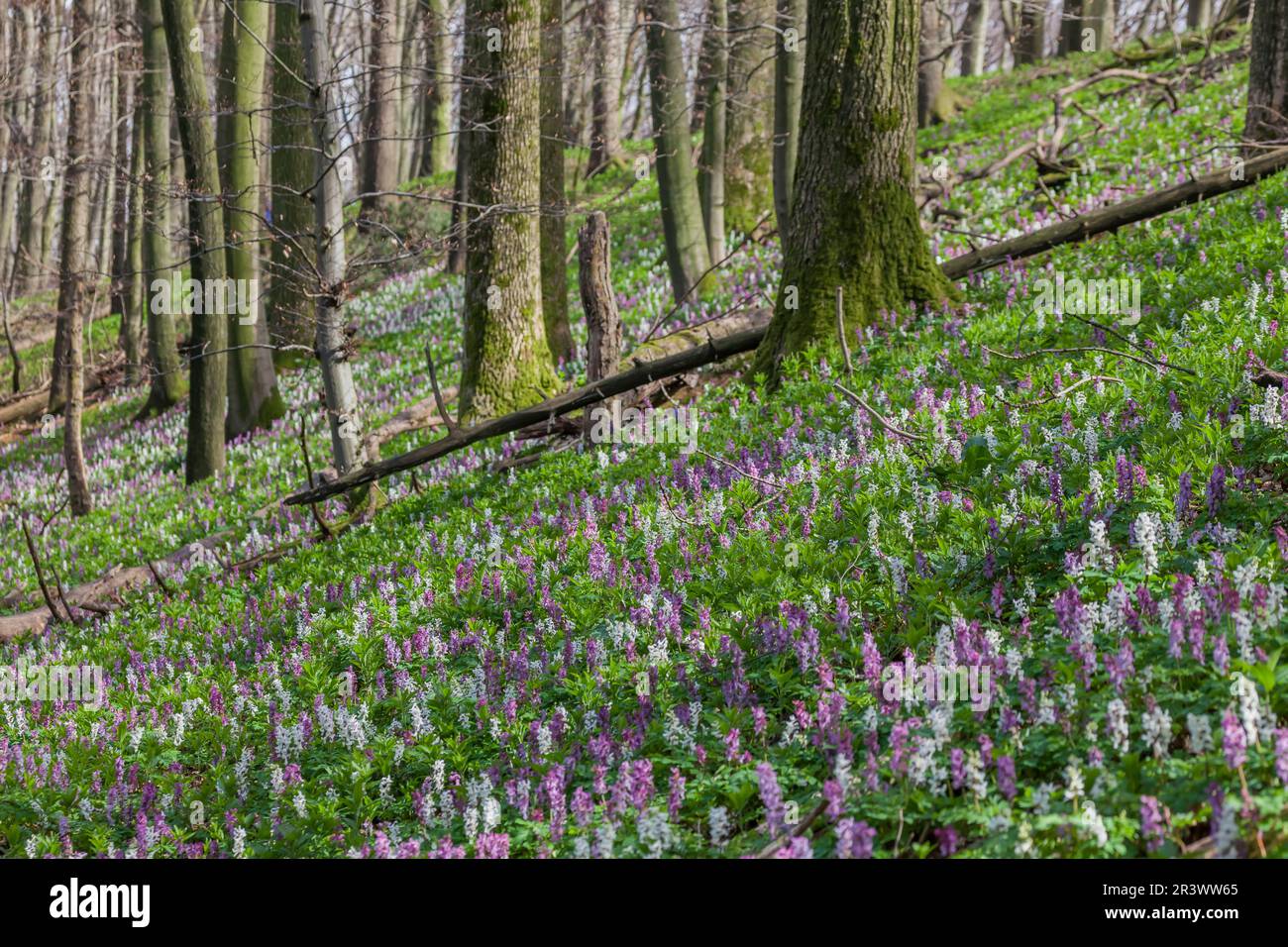 The corydalis flowers (Corydalis cava) in April at the Freeden in Bad ...