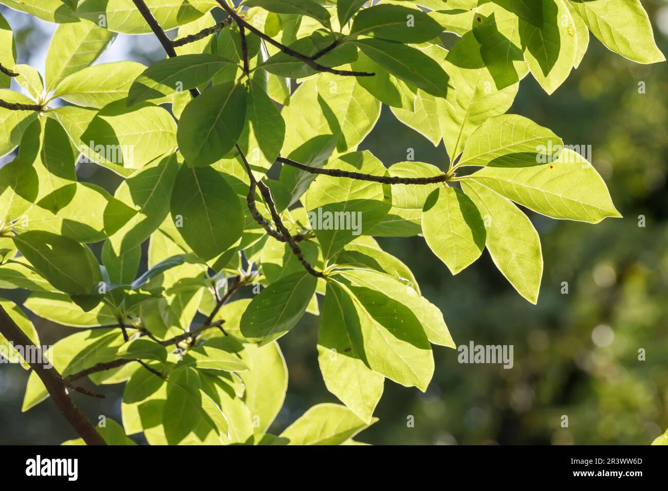 Nyssa sylvatica, known as Black tupelo, Tupelo, Blackgum Stock Photo ...