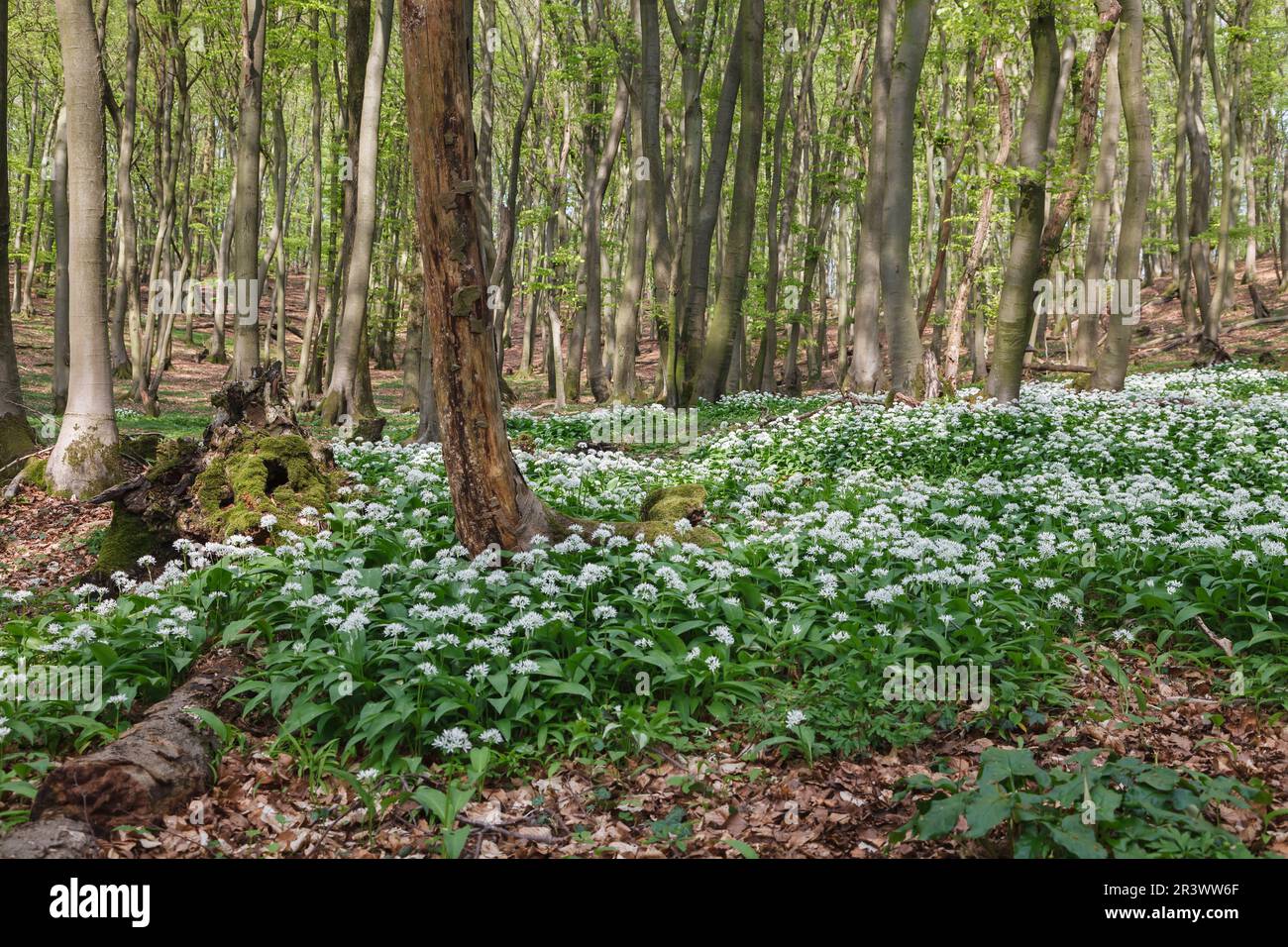 Deciduous forest with Allium ursinum, wild garlic, North Rhine ...