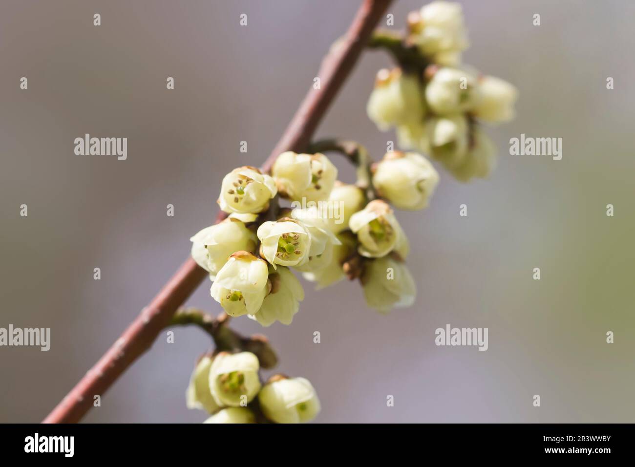 Stachyurus spring hi-res stock photography and images - Alamy