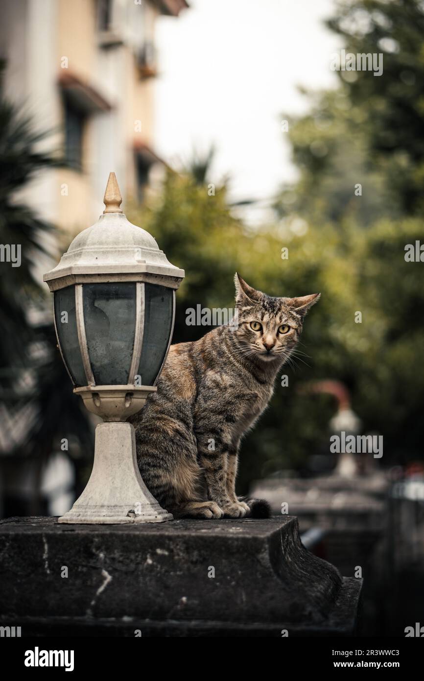 cute street cat sitting on the wall Stock Photo - Alamy