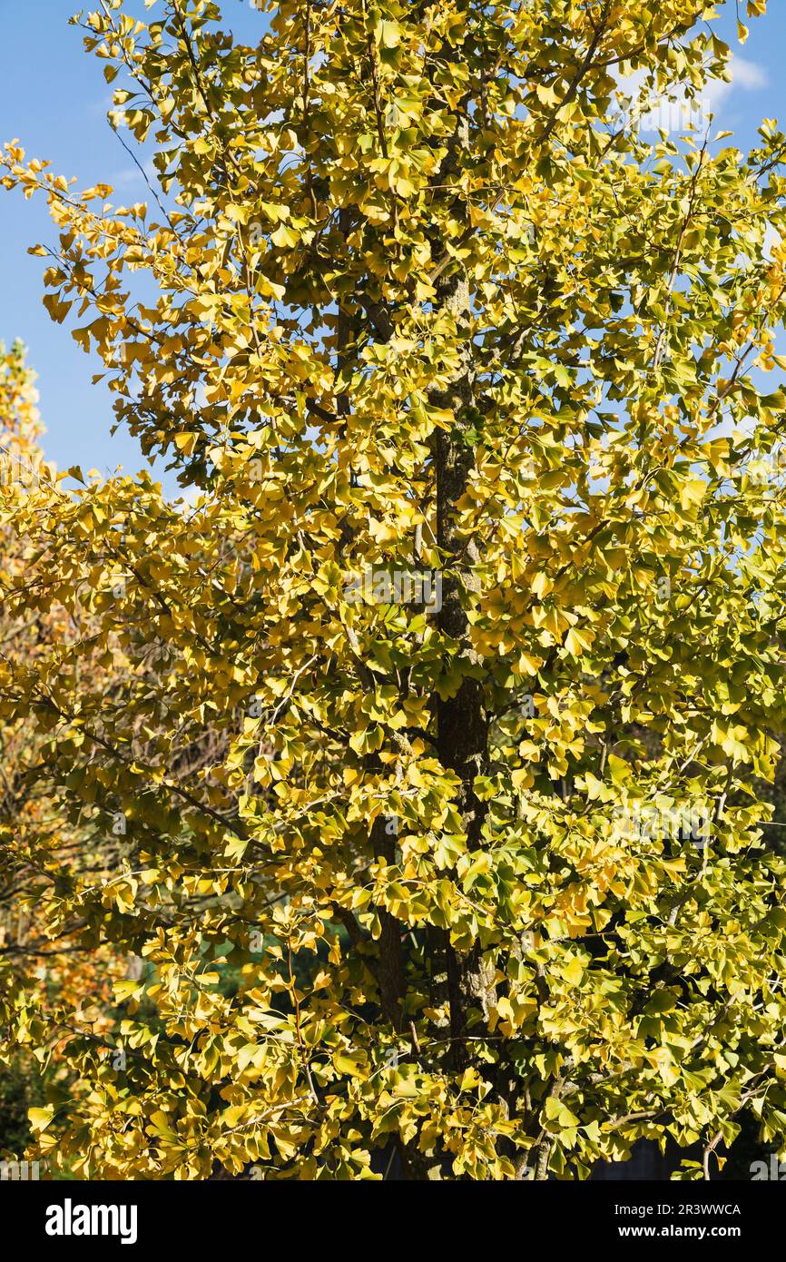 Ginkgo biloba, also known as Maidenhair tree, Gingko or Ginkgo in ...