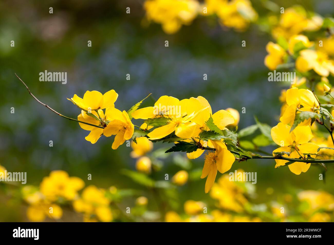 Kerria japonica in spring, known as Japanese bush, Japanese kerria ...