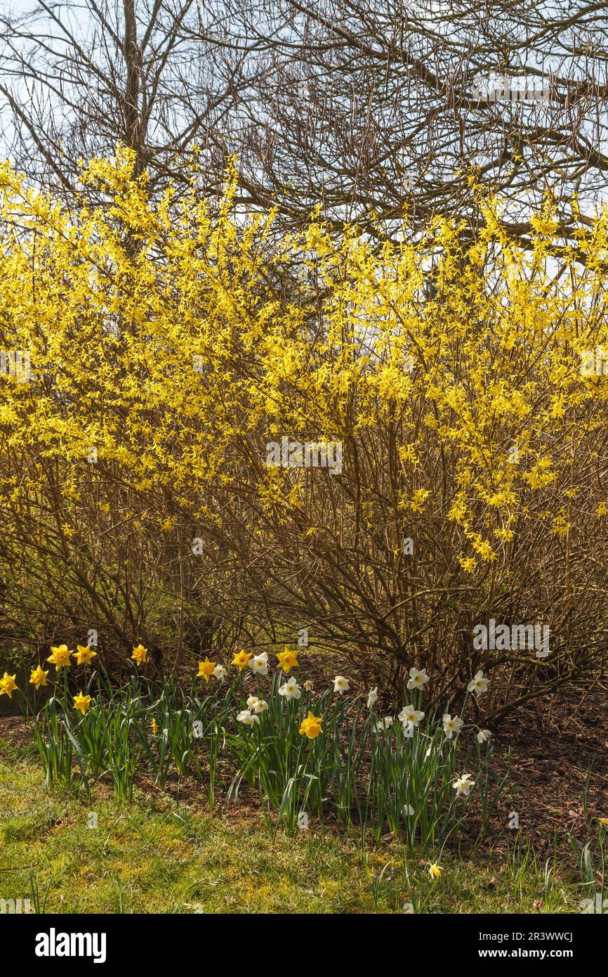 Forsythia x intermedia in spring, known as Border Forsythia from ...