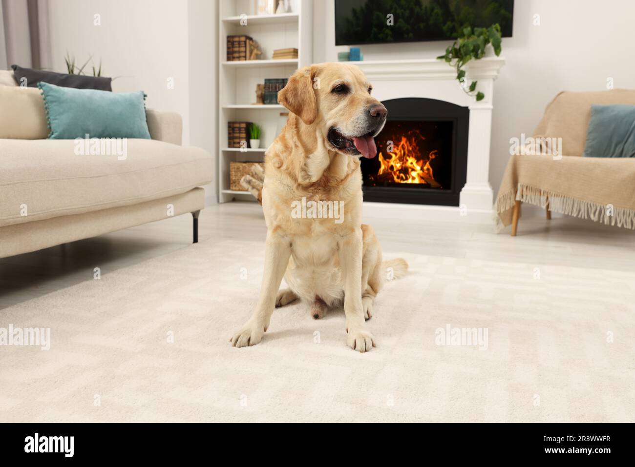 Cute Golden Labrador Retriever sitting on rug in stylish room Stock ...