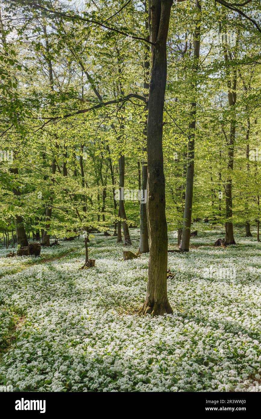 Deciduous forest with Allium ursinum, wild garlic, North Rhine ...