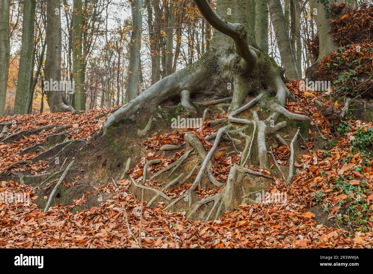 Germanyn hi-res stock photography and images - Alamy