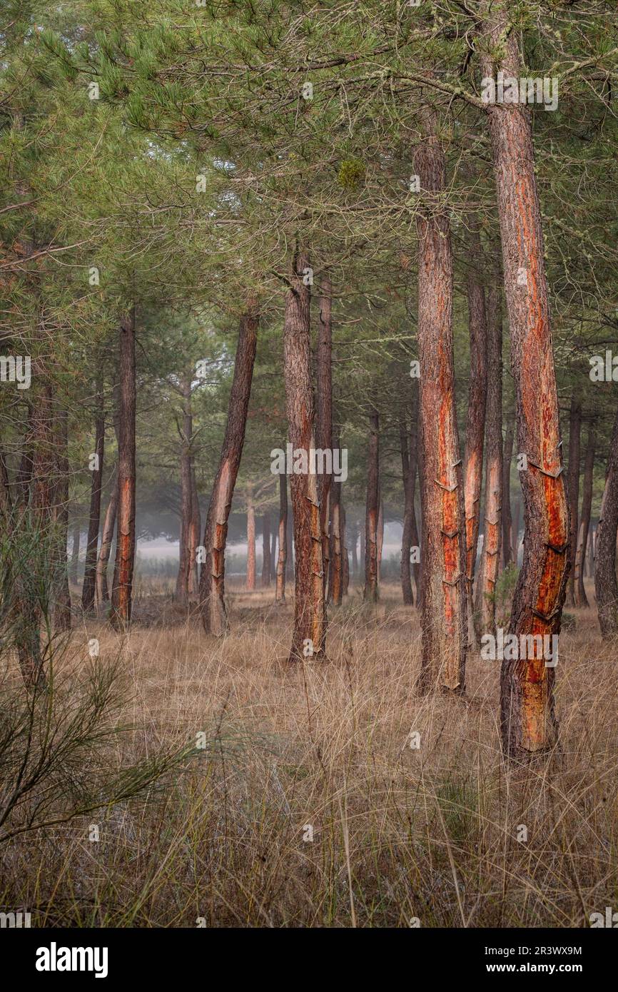 Resin extraction in a Pinus pinaster forest Stock Photo - Alamy