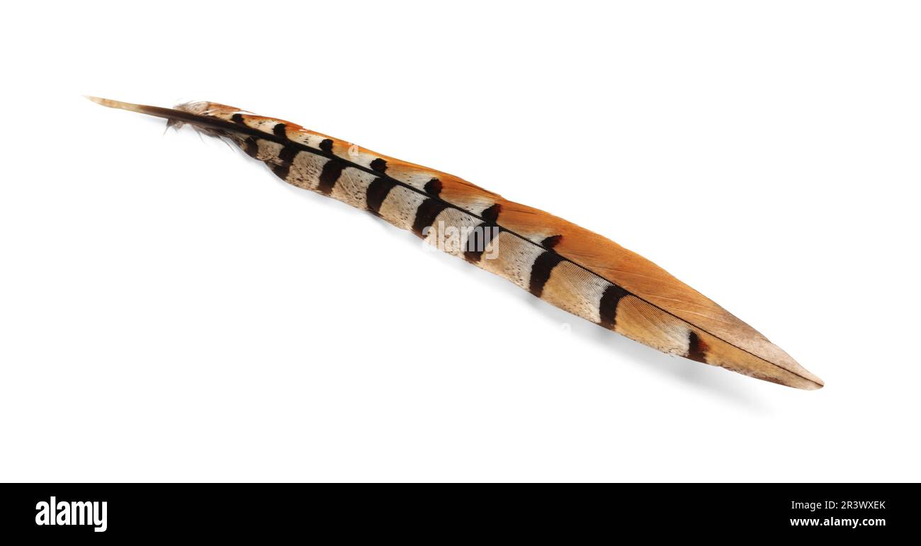 Brown bird feather hi-res stock photography and images - Alamy