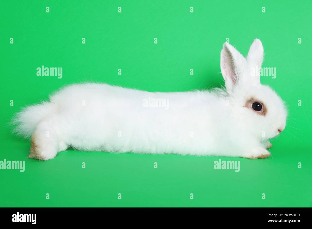 Fluffy white rabbit on green background. Cute pet Stock Photo - Alamy
