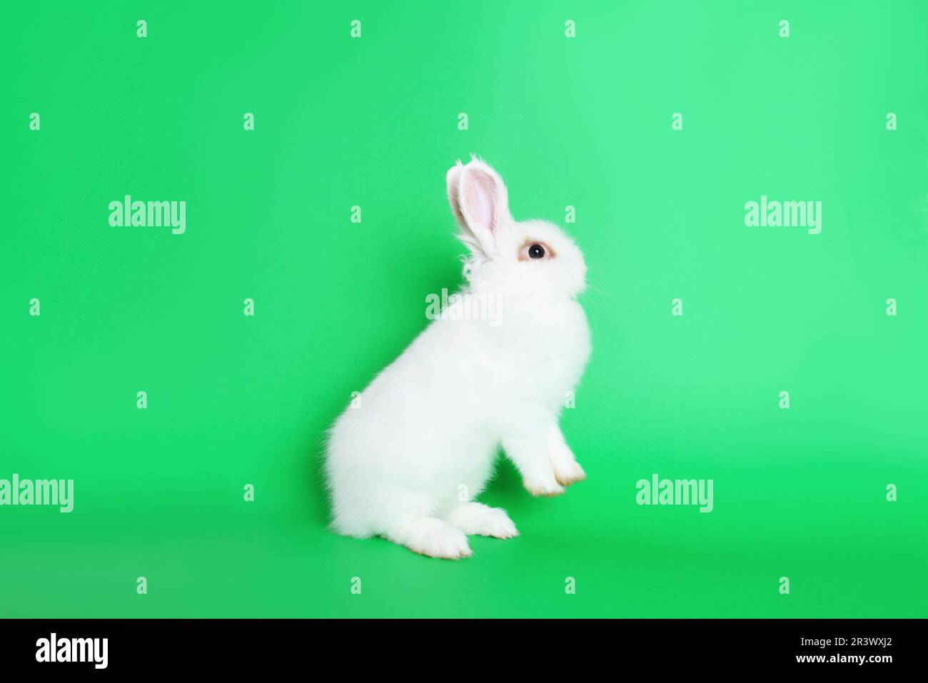 Fluffy white rabbit on green background. Cute pet Stock Photo - Alamy