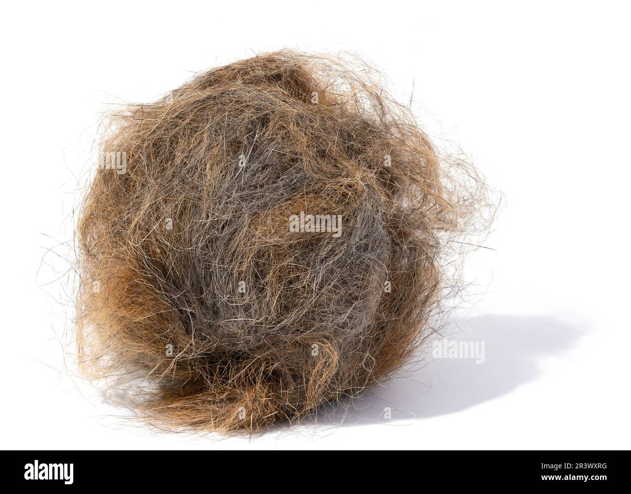 A tuft of gray cat hair on a white isolated background Stock Photo - Alamy