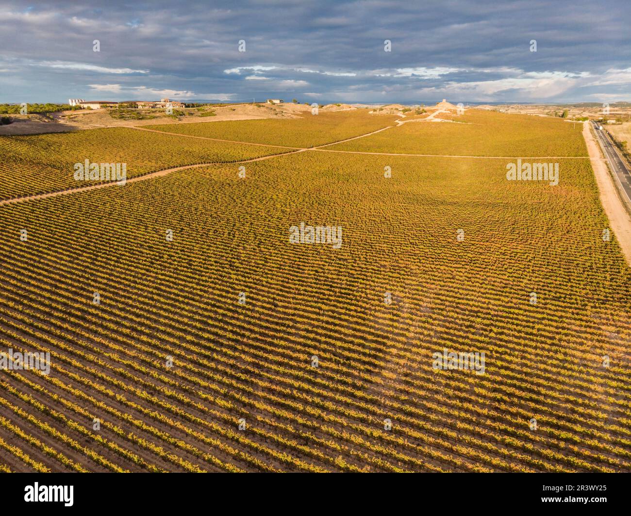 Field of vines Stock Photo - Alamy