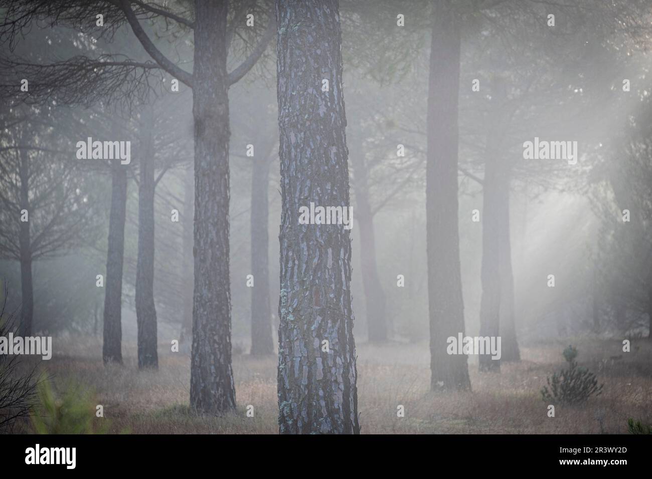 Resin extraction in a Pinus pinaster forest Stock Photo - Alamy