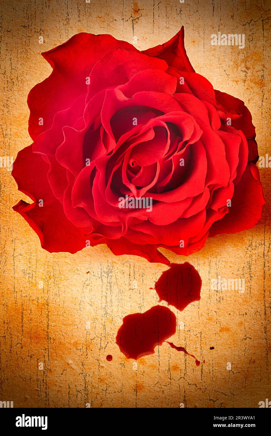red rose with drops of blood on wooden surface Stock Photo - Alamy