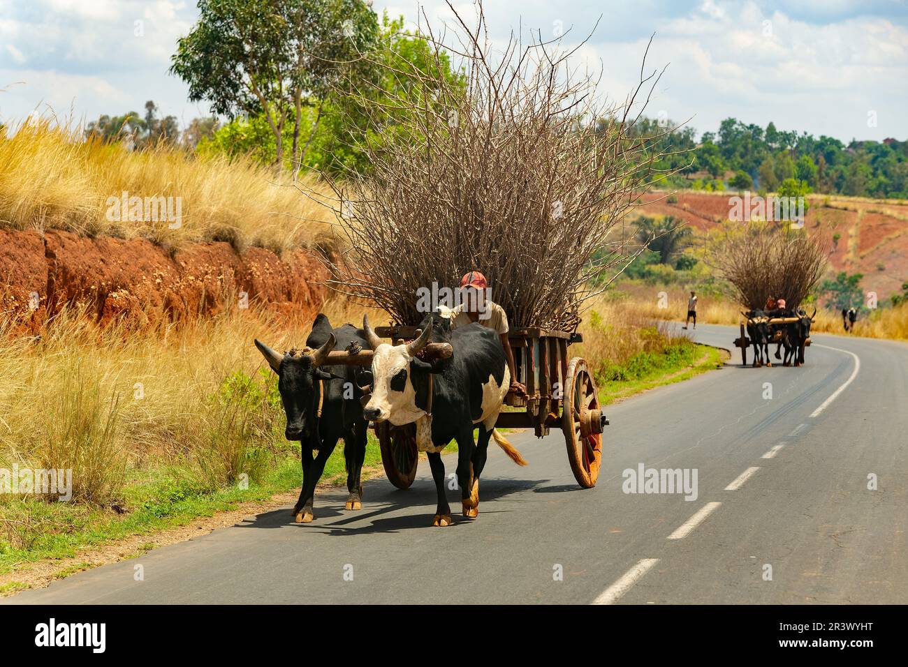 Traditional zebu carriage on the road. The zebu is widely used as a ...