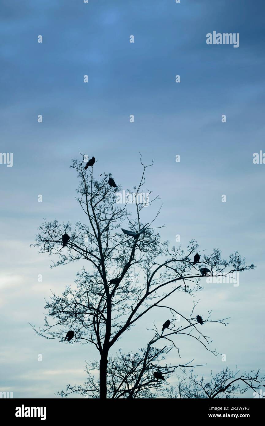 silhouettes of crows resting on tree branches Stock Photo - Alamy