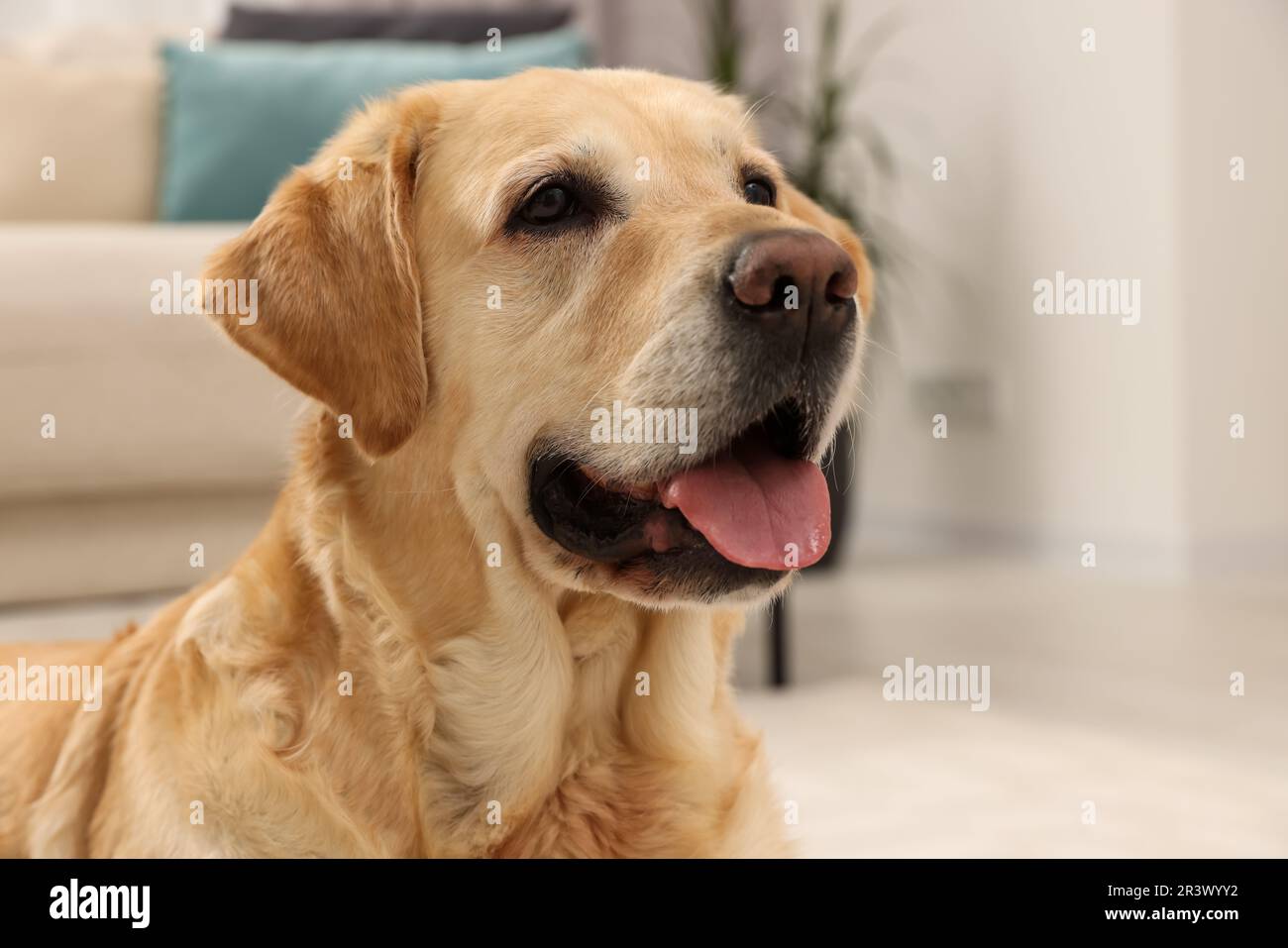 Cute golden labrador retriever hi-res stock photography and images - Alamy