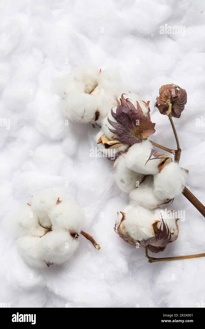 Dry cotton branch with flowers on white fluffy background, flat lay ...