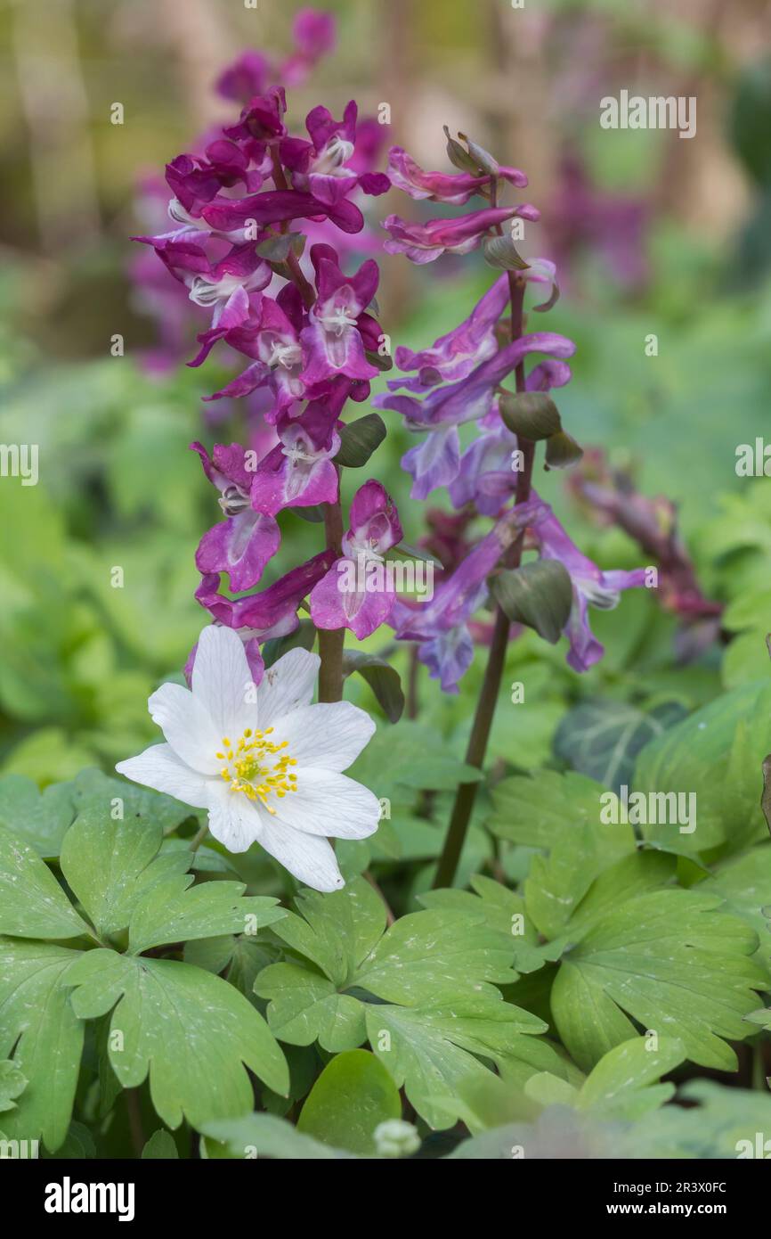 Corydalis cava, known as Corydalis flower, Fumewort, Hollowroot ...
