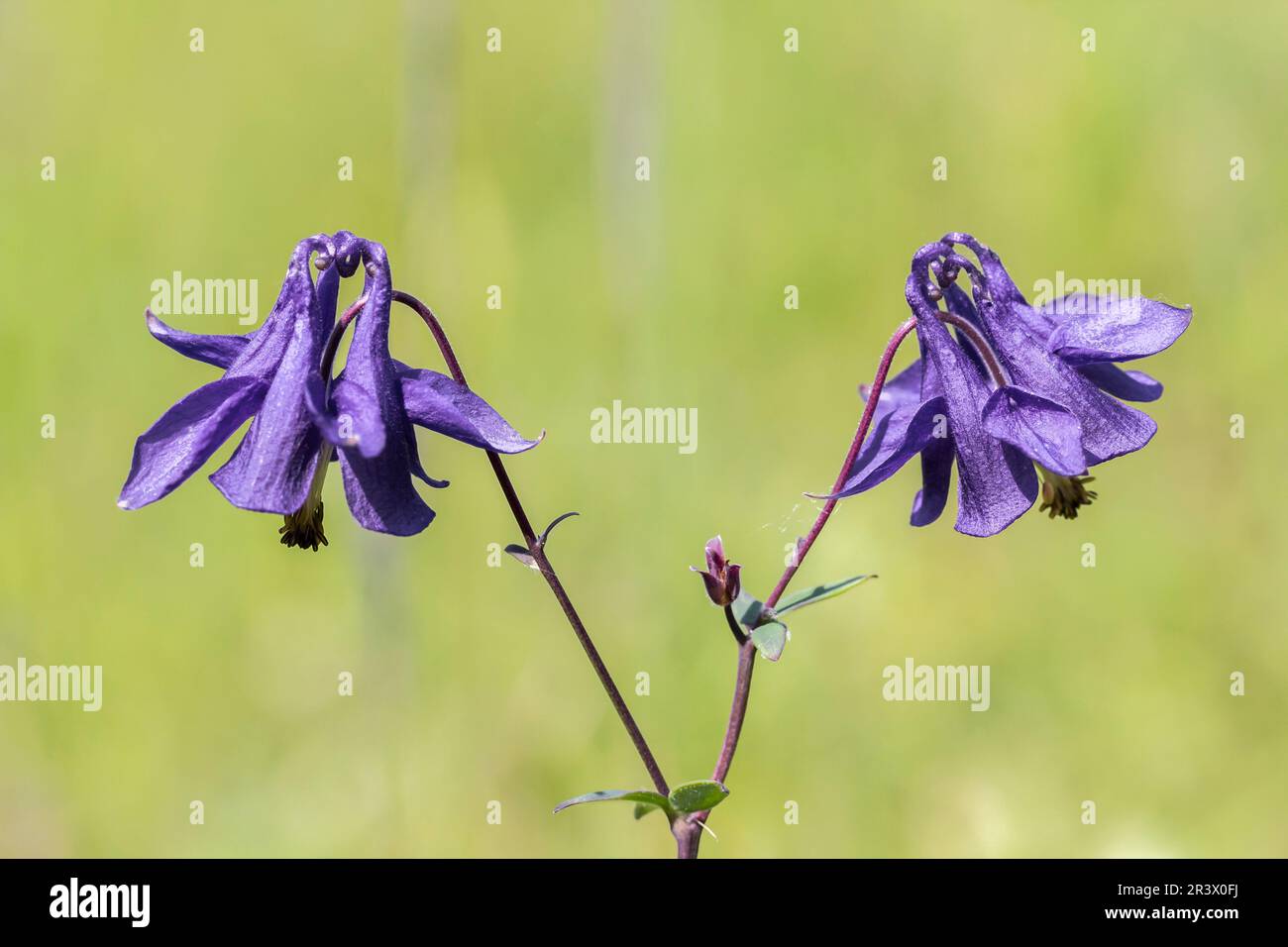 Aquilegia vulgaris, known as European columbine, Common columbine Stock ...