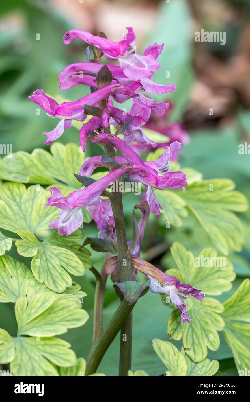 Corydalis cava, known as Corydalis flower, Fumewort, Hollowroot ...