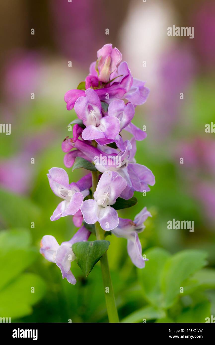 The corydalis flower (Corydalis cava) in April at the Freeden in Bad ...