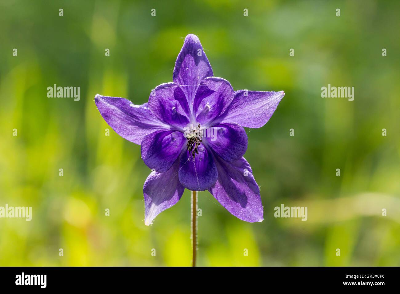 Aquilegia vulgaris, known as European columbine, Common columbine ...