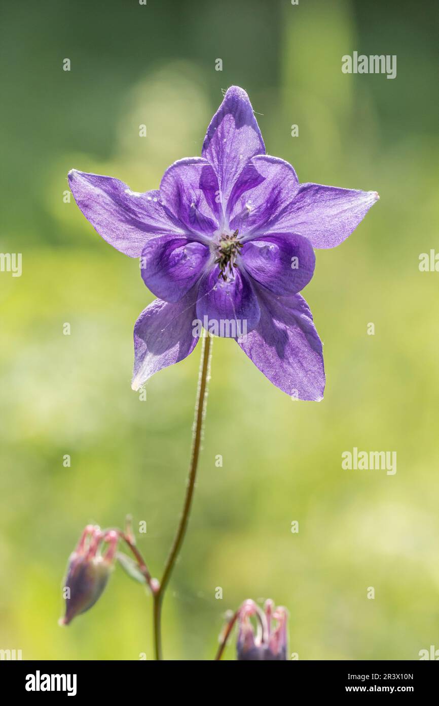 Aquilegia vulgaris, known as European columbine, Common columbine Stock ...
