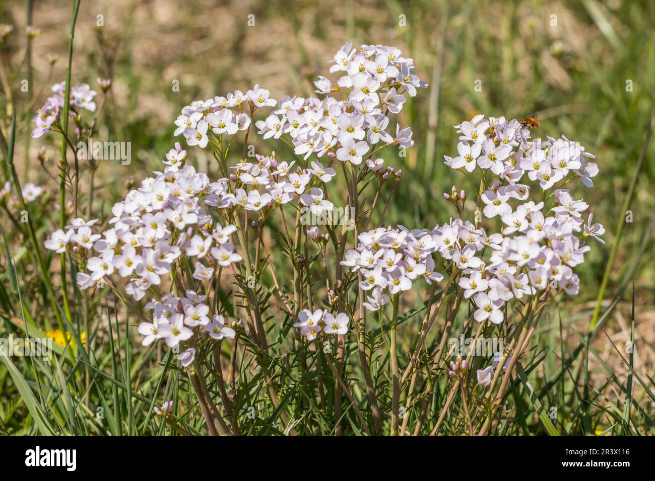 Cardamine pratensis, known as Cuckoo flower, Lady's smock, Fen cuckoo ...