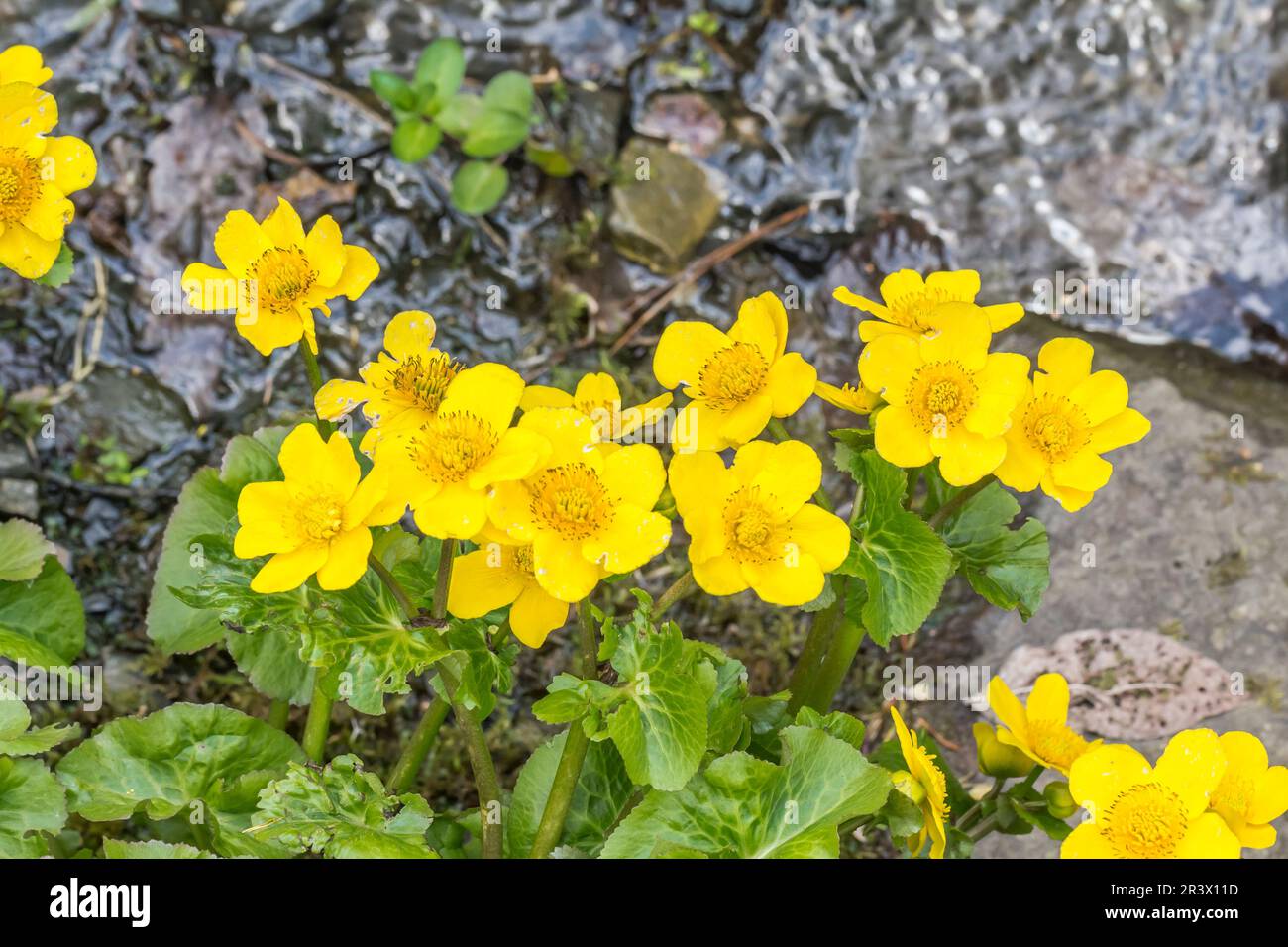 Caltha palustris, known as Marsh-marigold, Common Marsh marigold ...