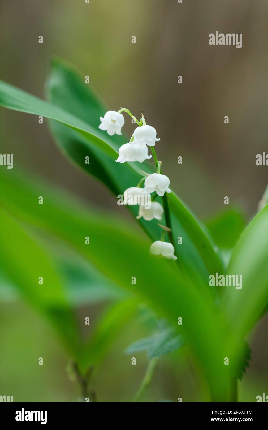 Convallaria majalis, known as Lily of the valley, Lily-of-the-valley ...