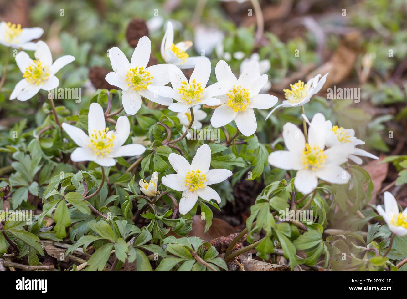 Anemone nemorosa, known as Smell fox, Helmet flower, Thimbleweet ...