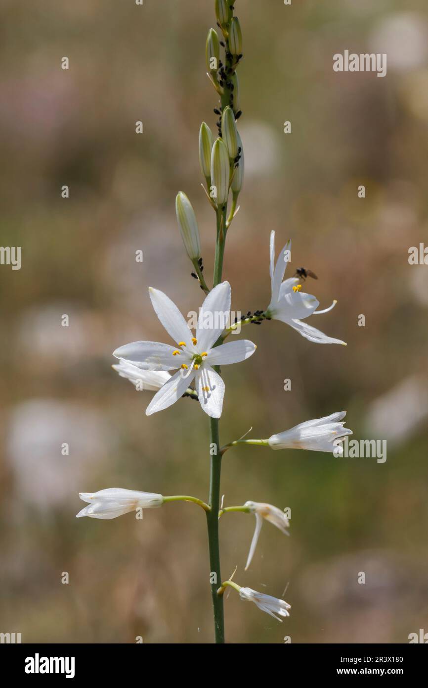 Anthericum liliago, commonly known as the St. Bernard's llily, St ...