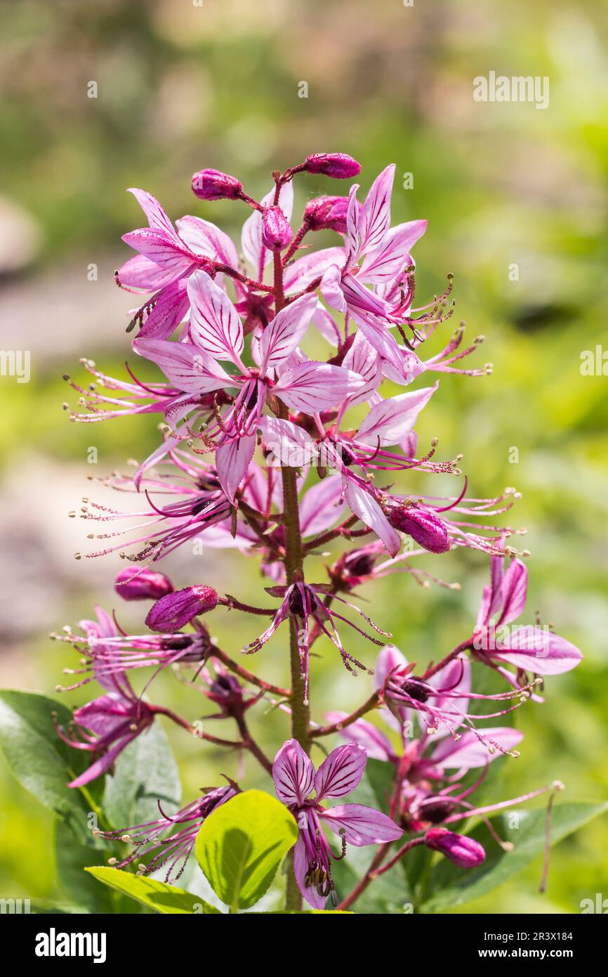 Dictamnus albus, known as gas plant, burning bush Stock Photo - Alamy