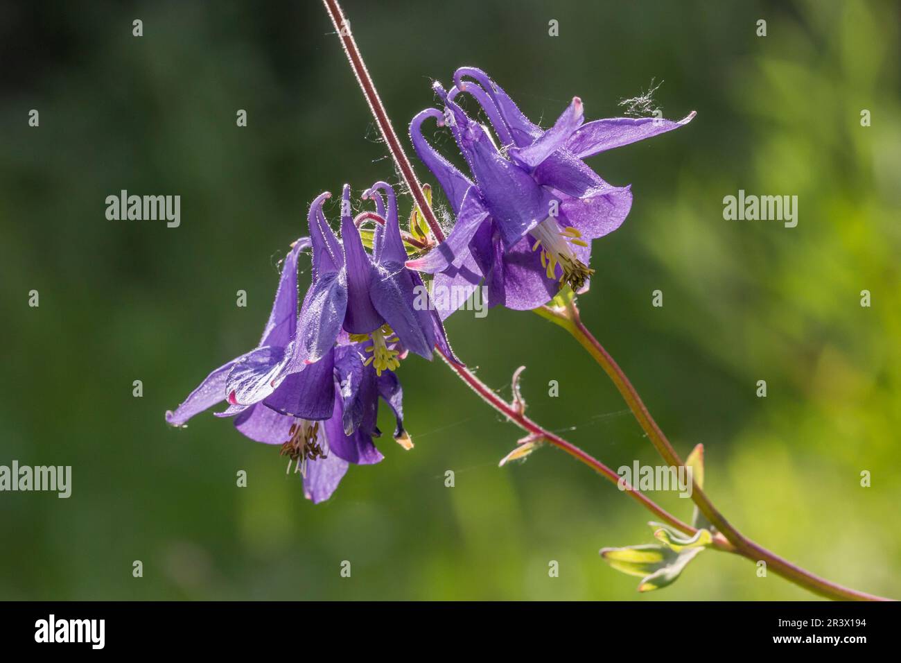 Aquilegia vulgaris, known as European columbine, Common columbine Stock ...