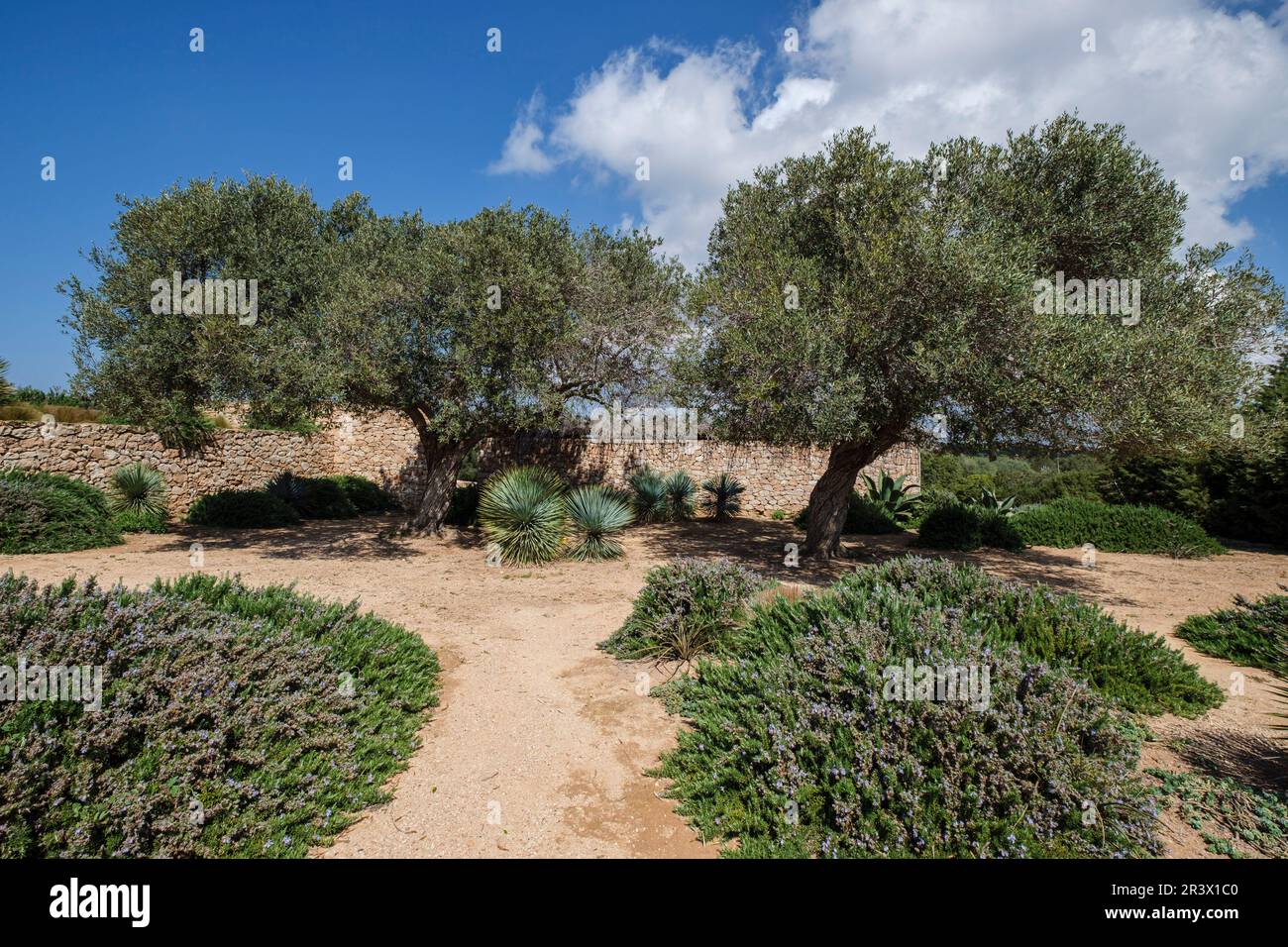 Olive cap hi-res stock photography and images - Alamy