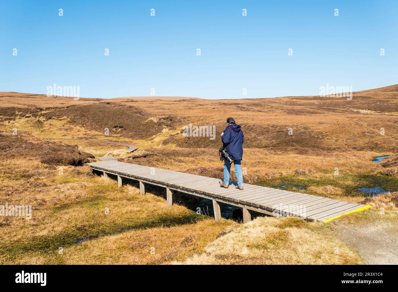 A birdwatcher following the boardwalk across the peat moor at the ...