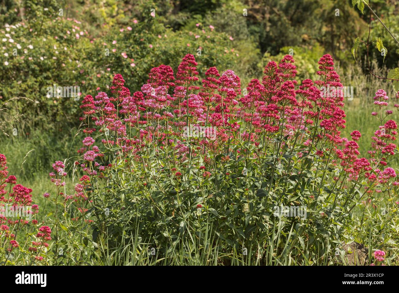 Centranthus ruber, Red spur flower Stock Photo - Alamy