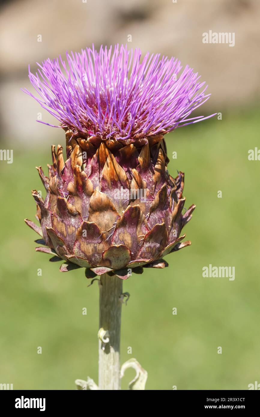 Gema seartischocke hi-res stock photography and images - Alamy