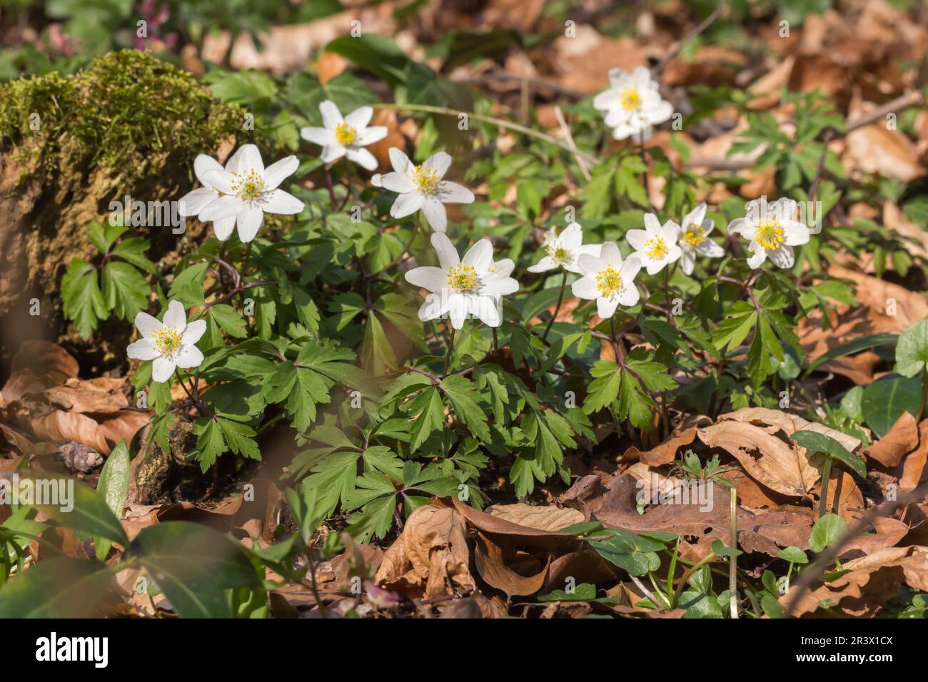 Anemone nemorosa, known as Smell fox, Helmet flower, Thimbleweet ...