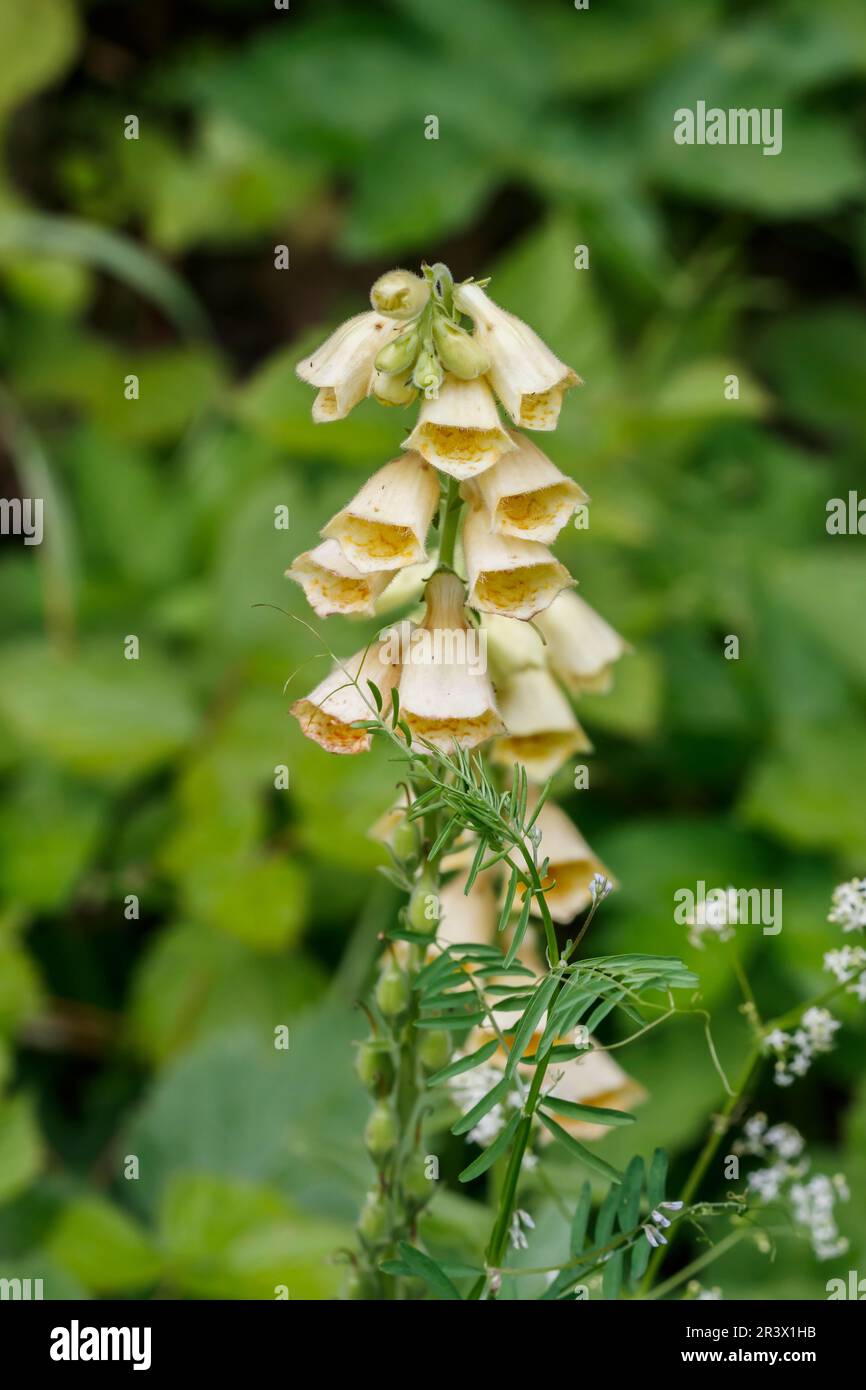Digitalis grandiflora large yellow hi-res stock photography and images ...