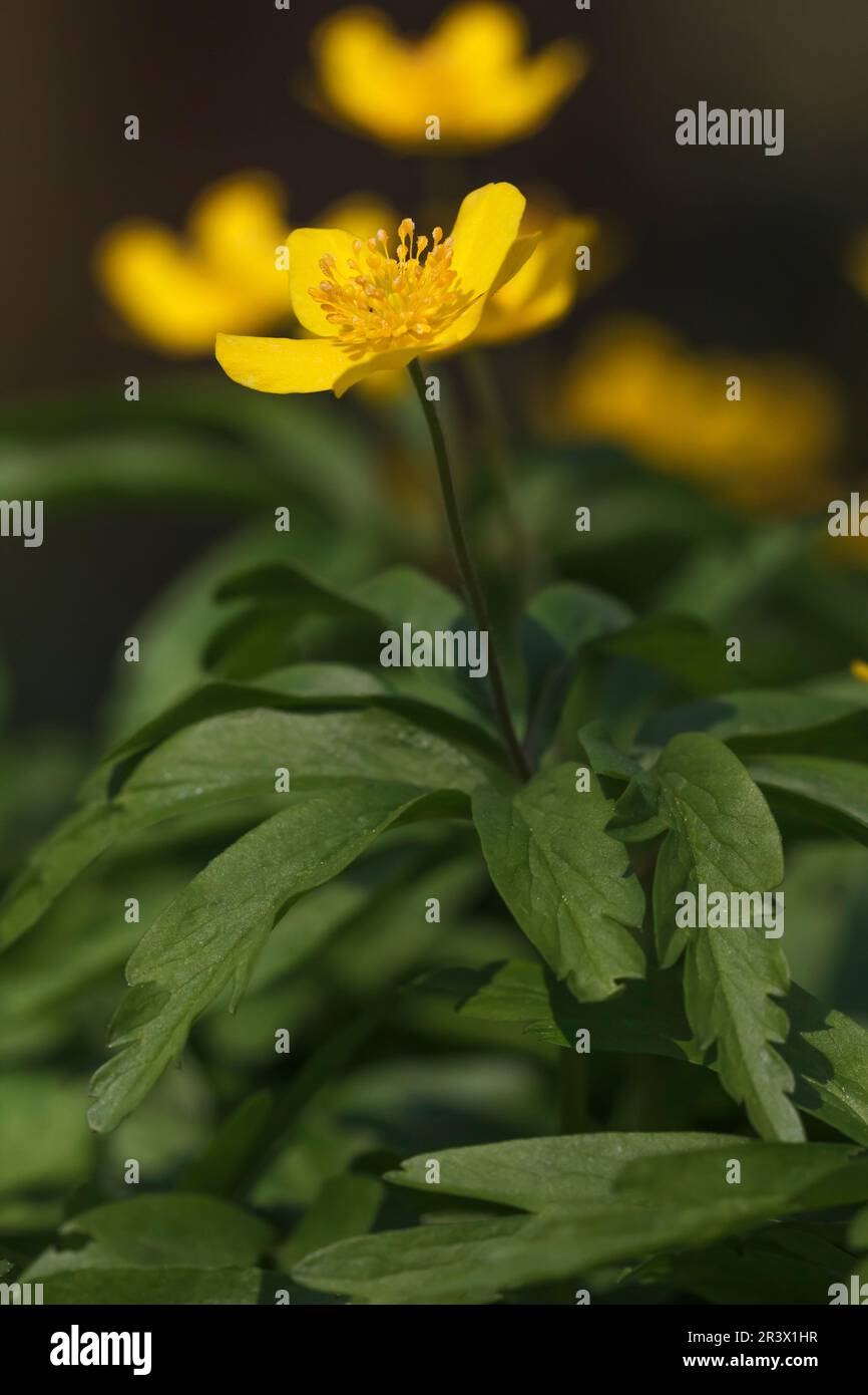 Anemone ranunculoides, known as Yellow anemone, Yellow woodland anemone ...