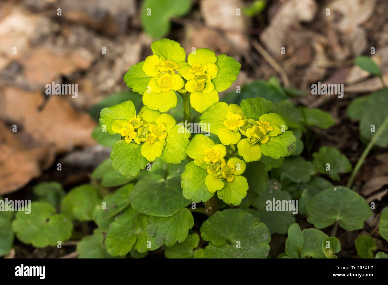 Chrysoplenium alternifolium, Alternate-leaved spleenwort Stock Photo ...