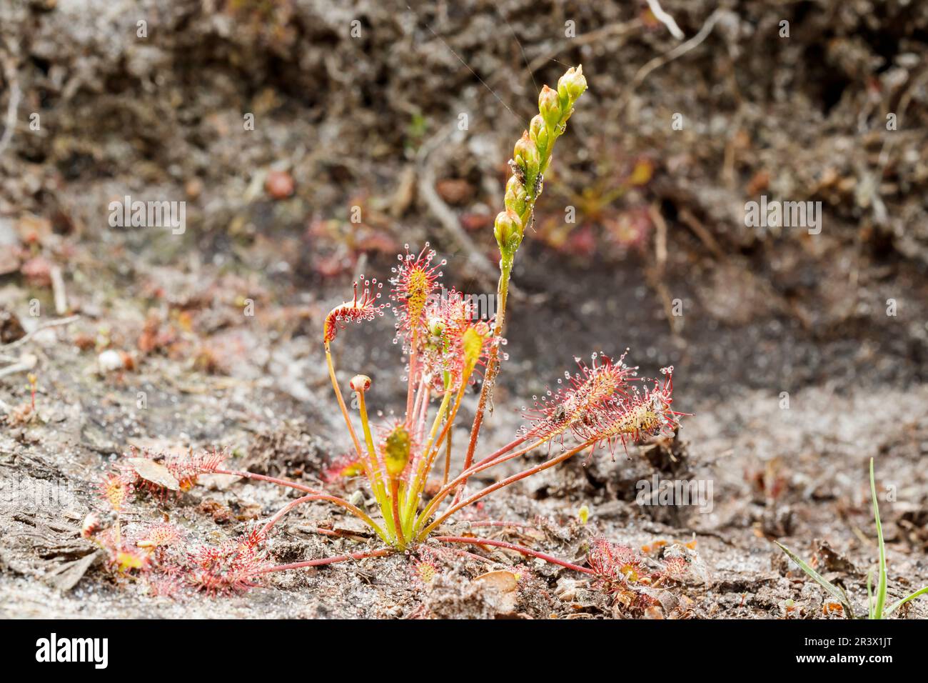 Drosera intermedia, known as Oblong-leaved sundew, Spoonleaf sundew ...