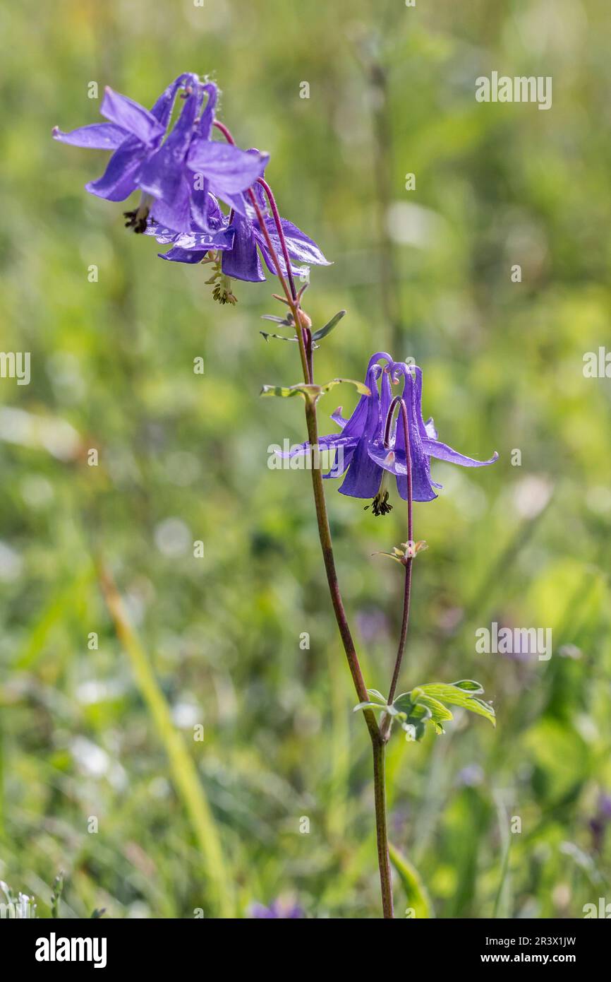 Aquilegia vulgaris, known as European columbine, Common columbine Stock ...