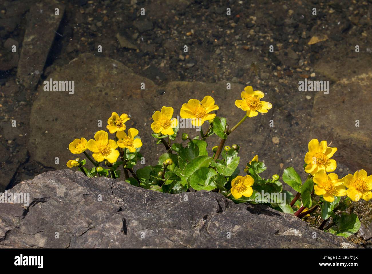 Caltha palustris, known as Marsh-marigold, Common Marsh marigold ...