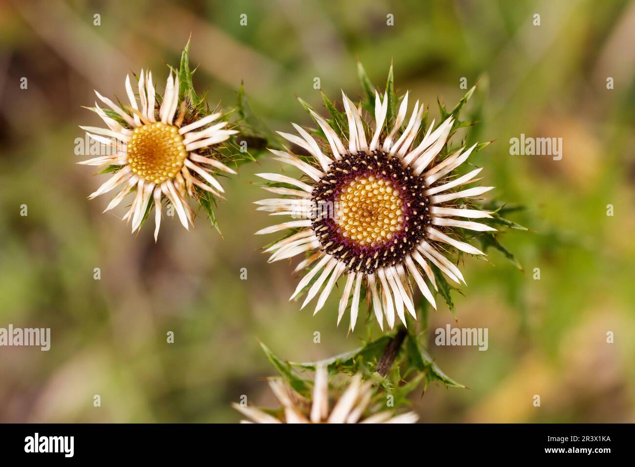 Carlina vulgaris, known as Carline thistle or Common carline thistle ...