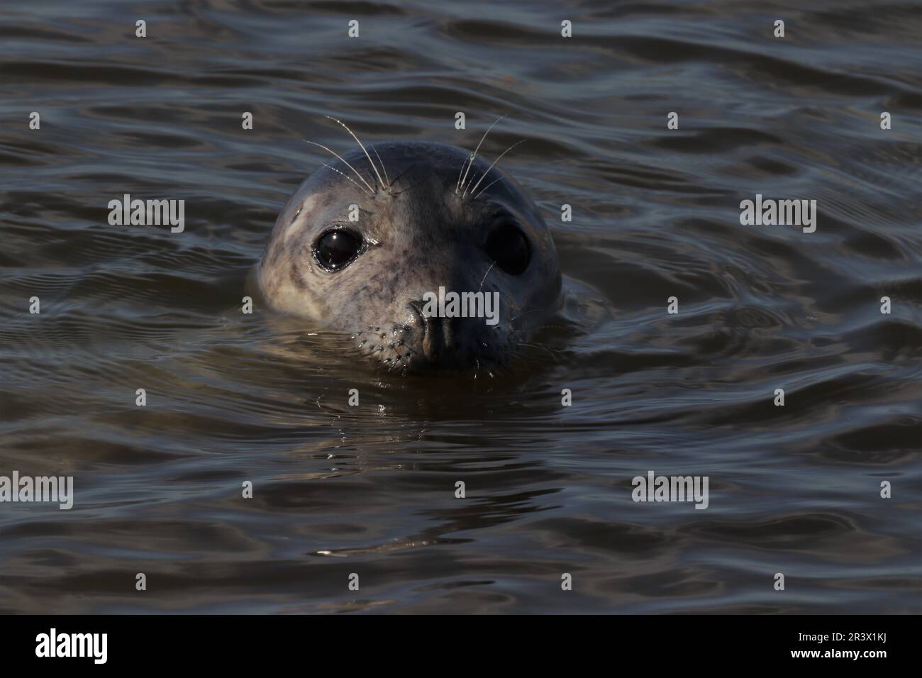 Exotic mamal hi-res stock photography and images - Alamy