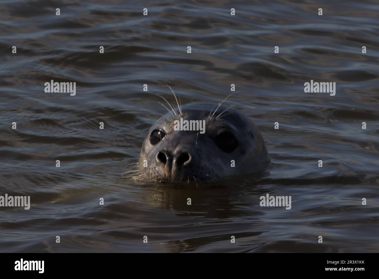 Exotic mamal hi-res stock photography and images - Alamy